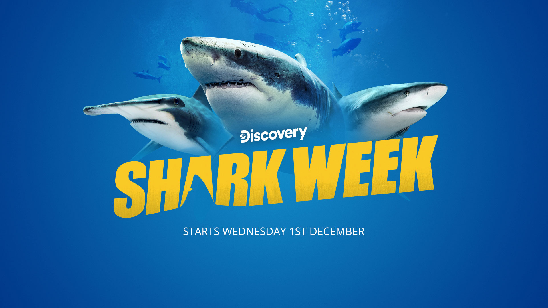 Pop culture phenomenon Shark Week returns to Discovery